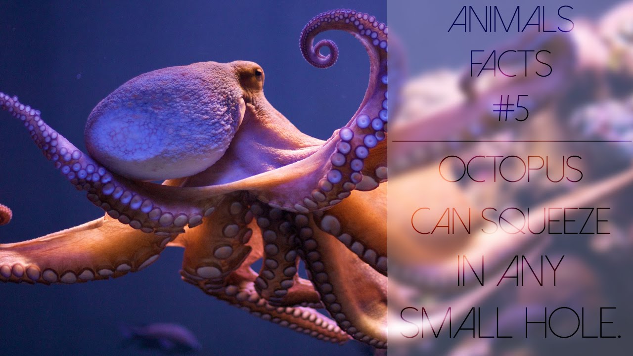 Animals Facts #5 - Octopus can squeeze in any small hole. - YouTube