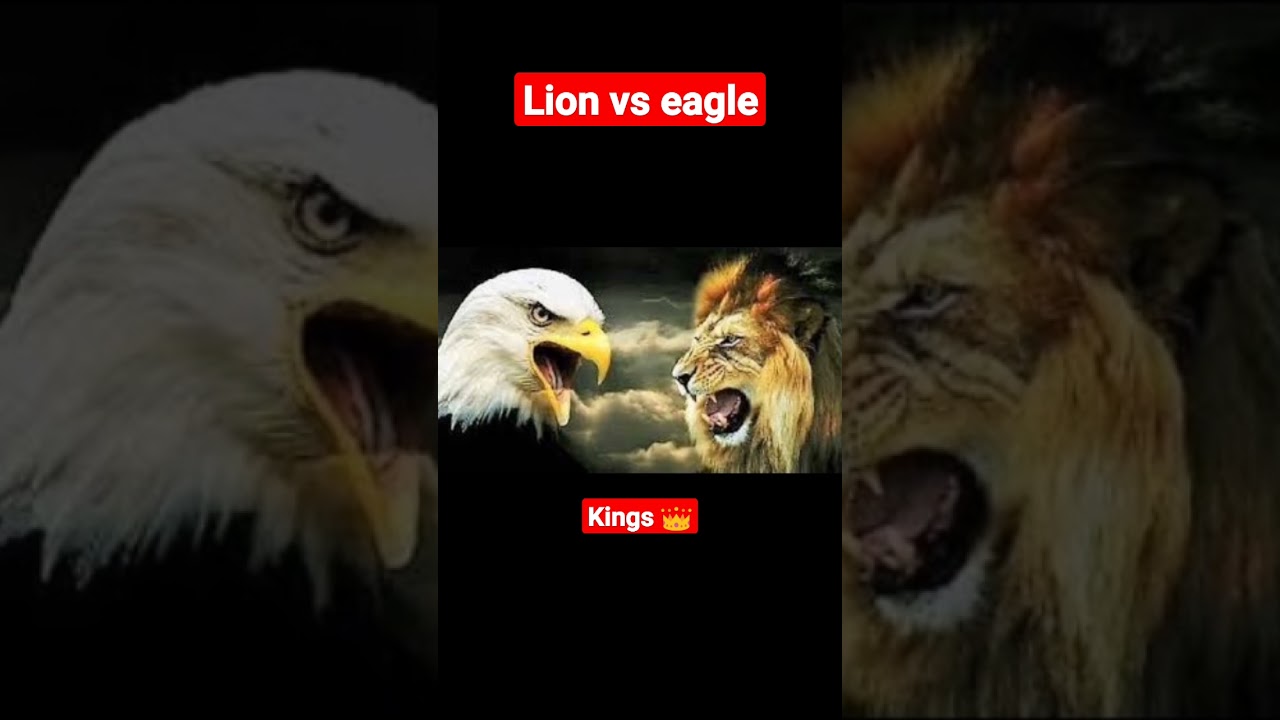 lion vs eagle - YouTube
