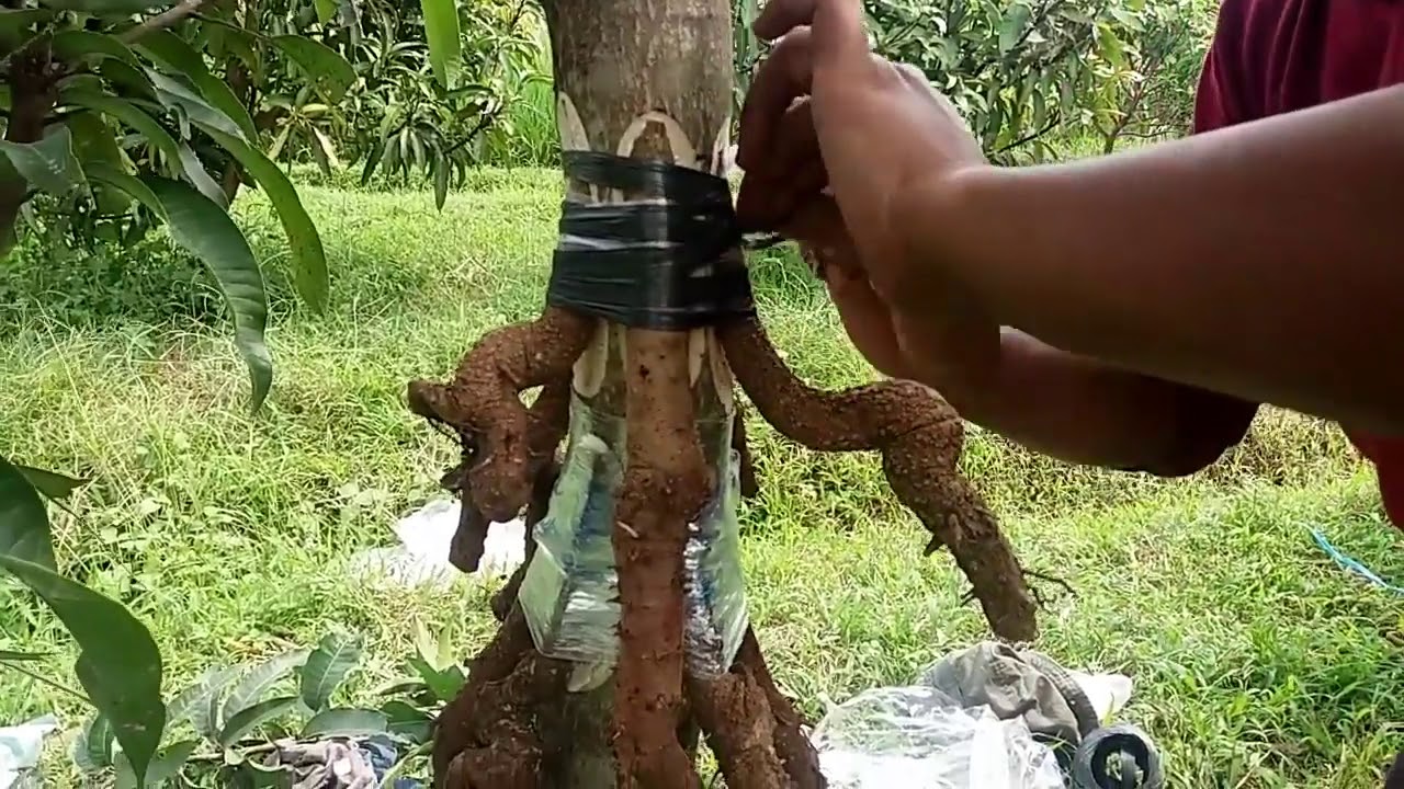 Grafting mango trees with the roots of trees Interesting to know - YouTube