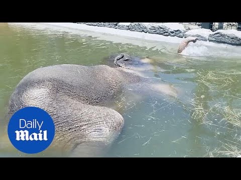 Adorable moment elephant uses his trunk as a snorkel in Texas - YouTube