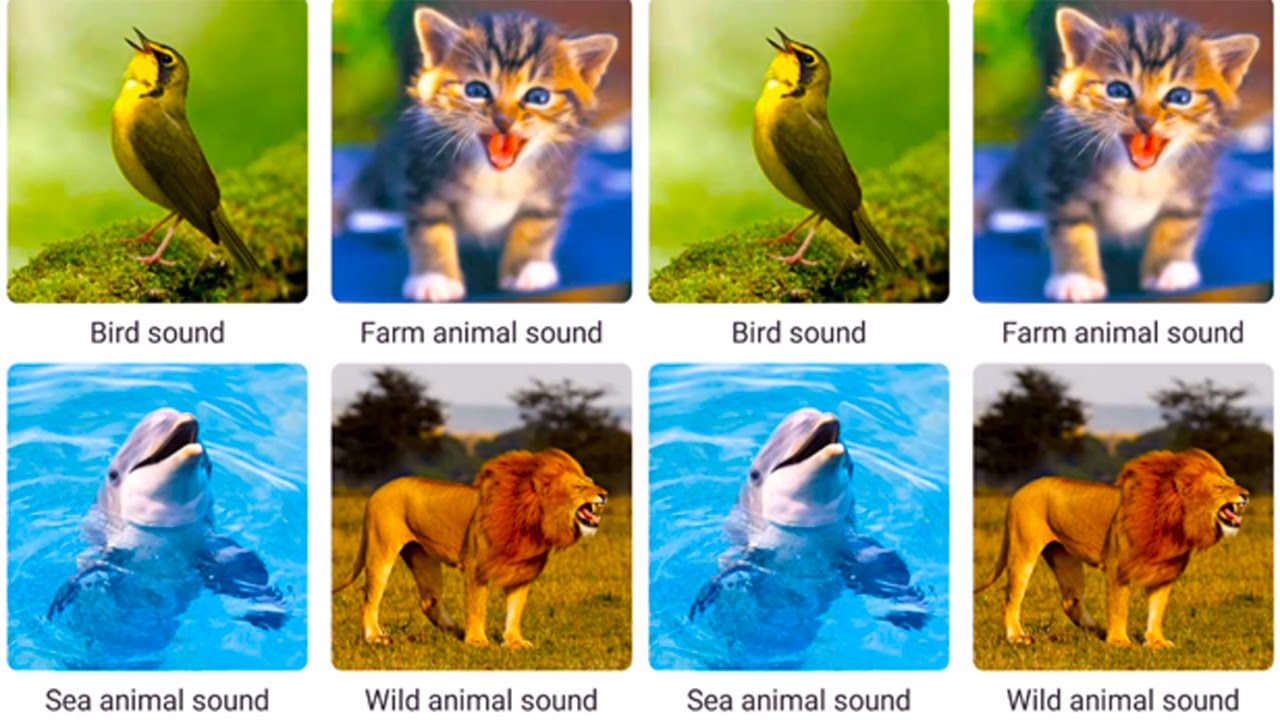 Learning Animals HD Animals Sounds For Kids Learning Wild Animals ...