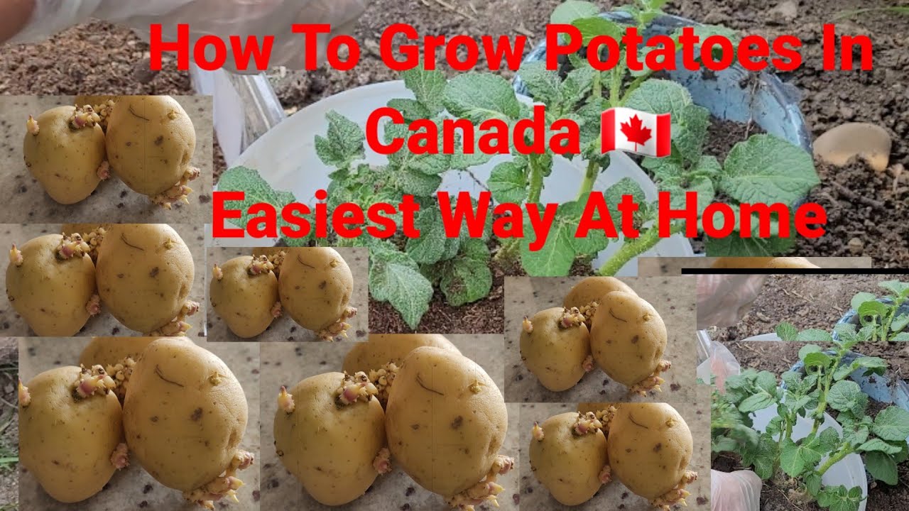 How To Growing Potatoes Easiest Way | How To Grow Potatoes From Potato ...