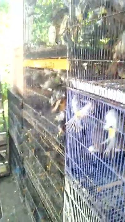 Ombyokan burung lengkap #maju jaya birdshop - YouTube