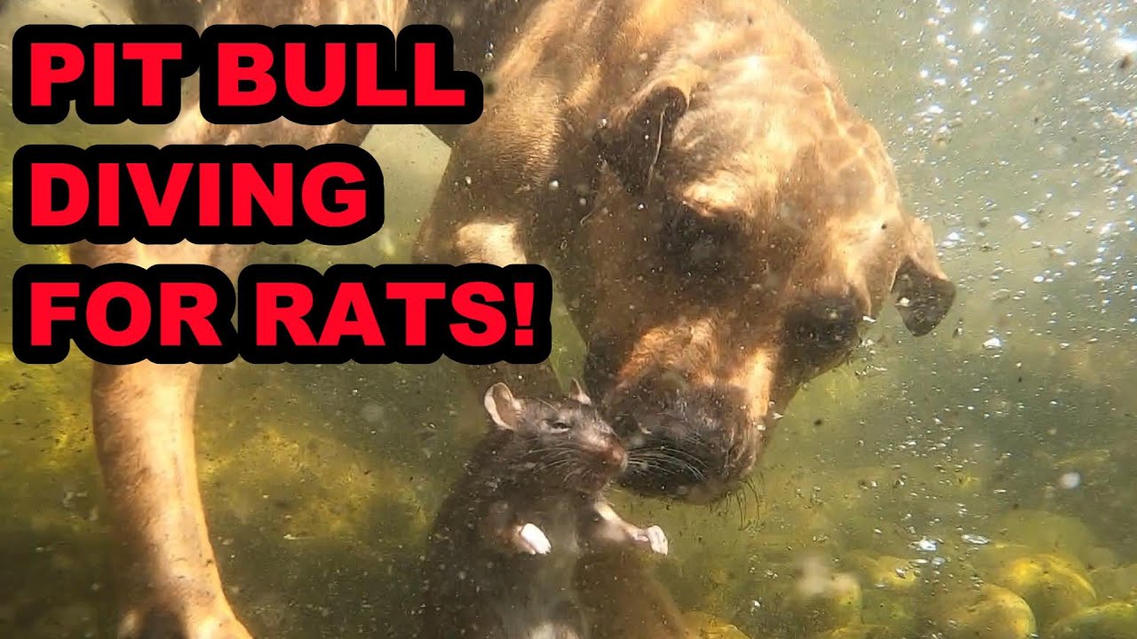 Bindi Diving in the Pond for Rats. - YouTube