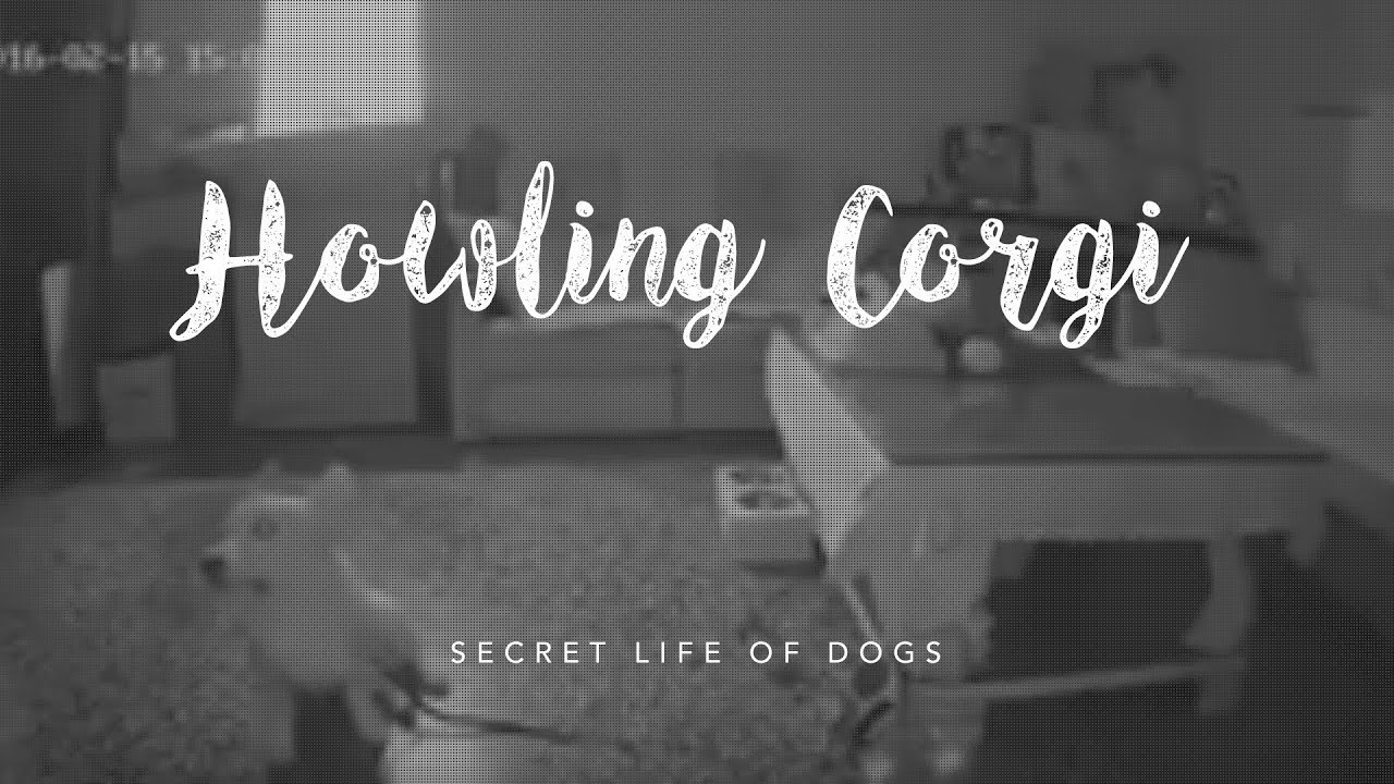 Cute Corgi Howling And Barking - YouTube