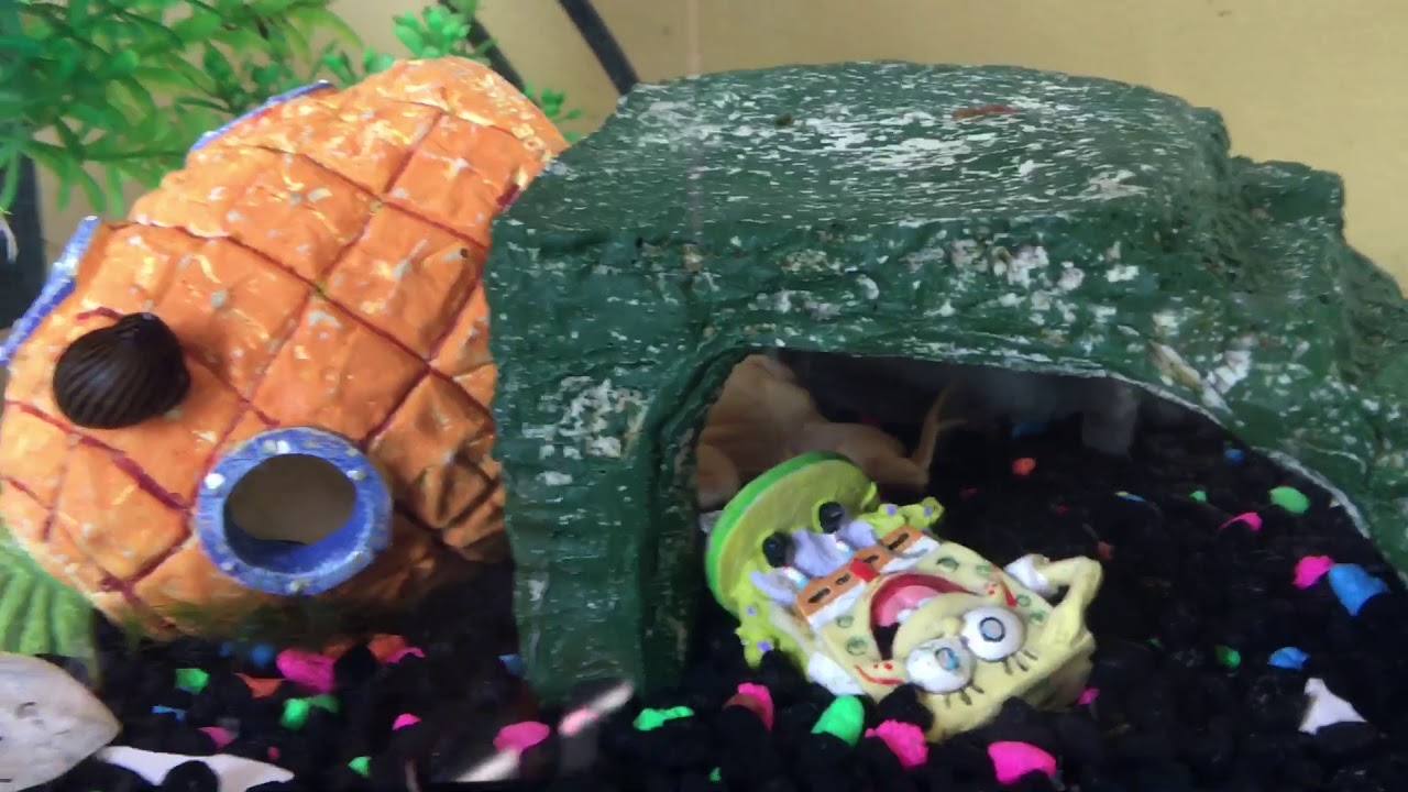 Spongebob gets knocked out by greedy claw frogs - YouTube