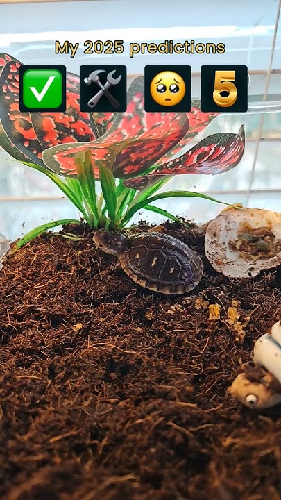 Happy New Year to everybody and every turtle.#babyturtle #babyanimals # ...