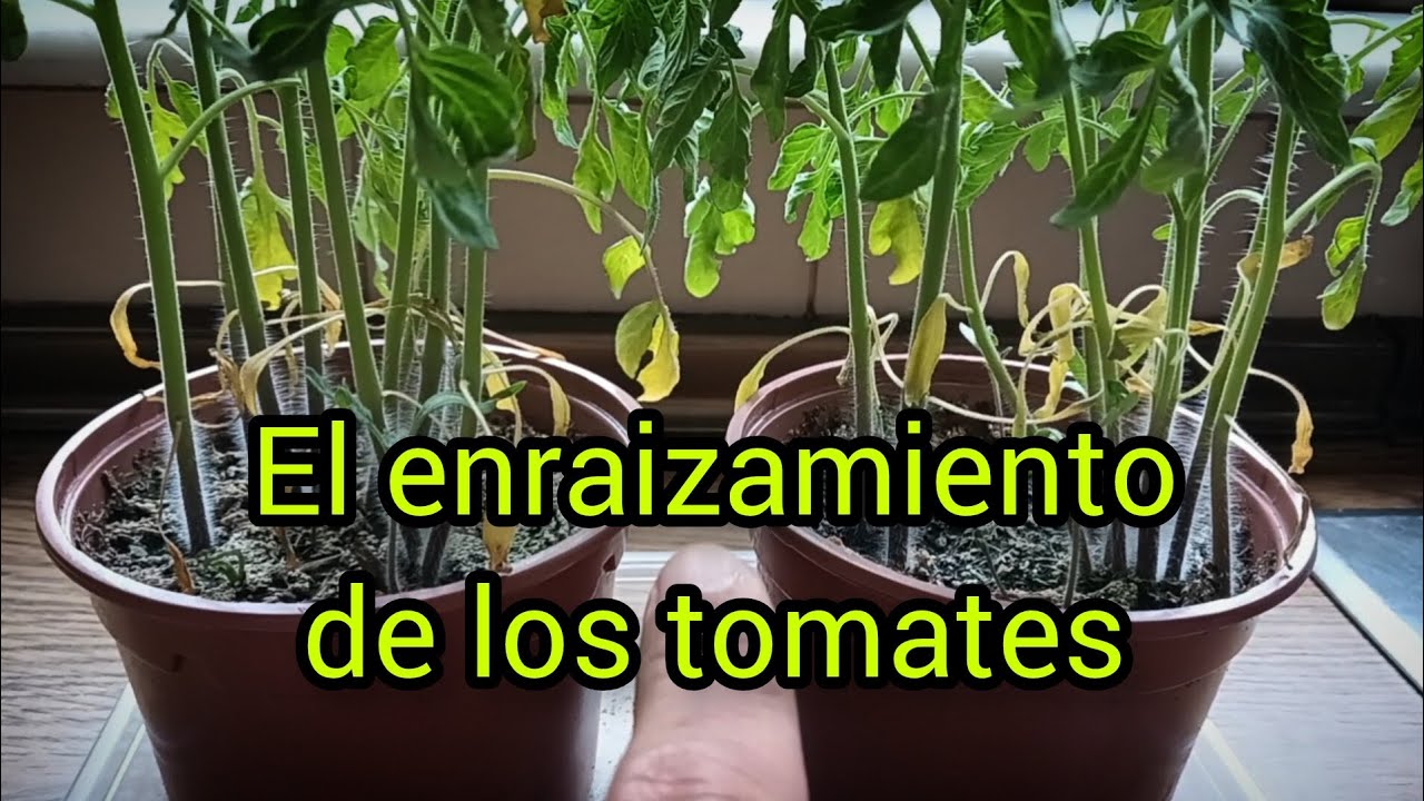 El enraizamiento de los tomates - YouTube