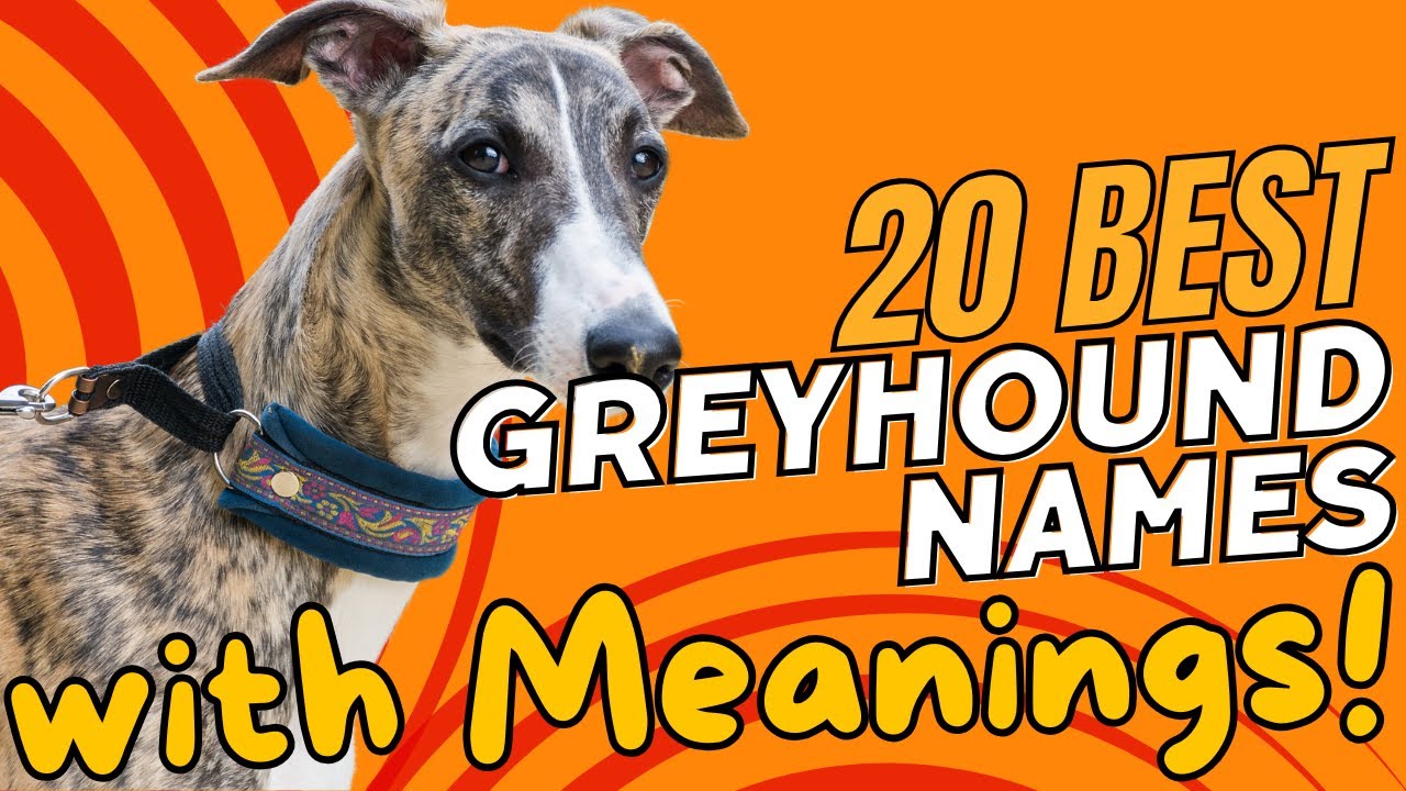 20 Best Greyhound Names with Meanings! 🐾🐕 - YouTube