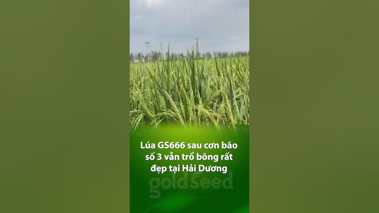 Lúa GS666 sau cơn bão số 3 vẫn trổ bông rất đẹp tại Hải Dương #goldseed #farming #baoyagi - YouTube
