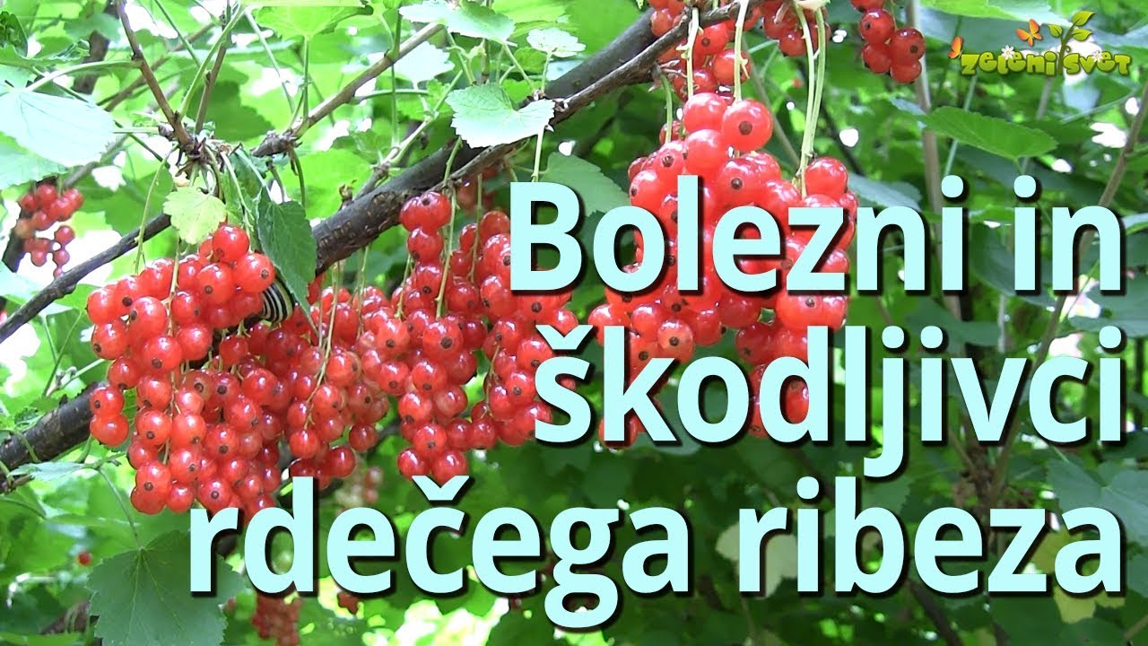 Bolezni in škodljivci rdečega ribeza - YouTube