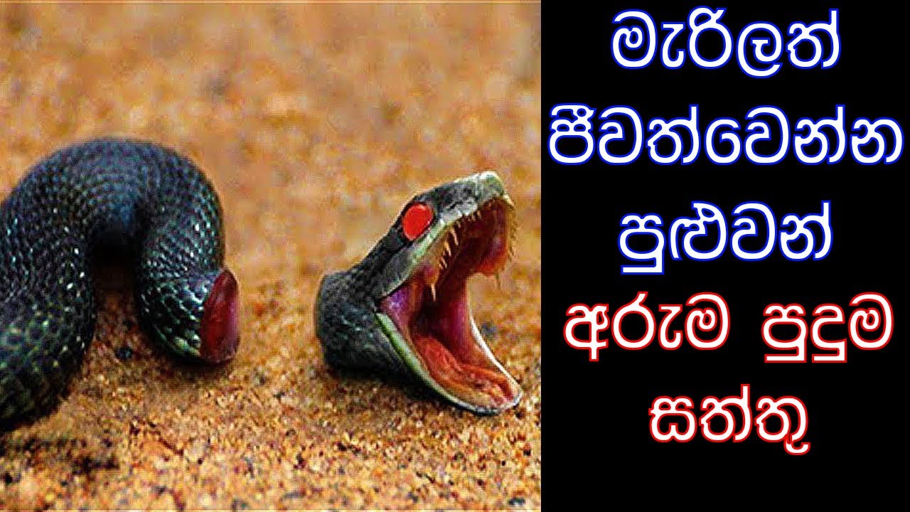 මැරුණත් හොදින් ජීවත්වෙන්න පුලුවන් සත්තු 8ක් ගැන බලමුද? | Animals That ...