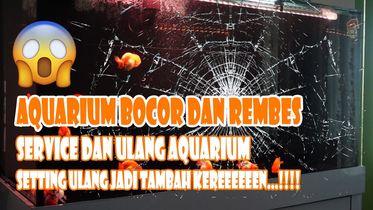 Cara Terbaik Memperbaiki Aquarium Bocor / Rembes | Setup Goldfish Tank ...