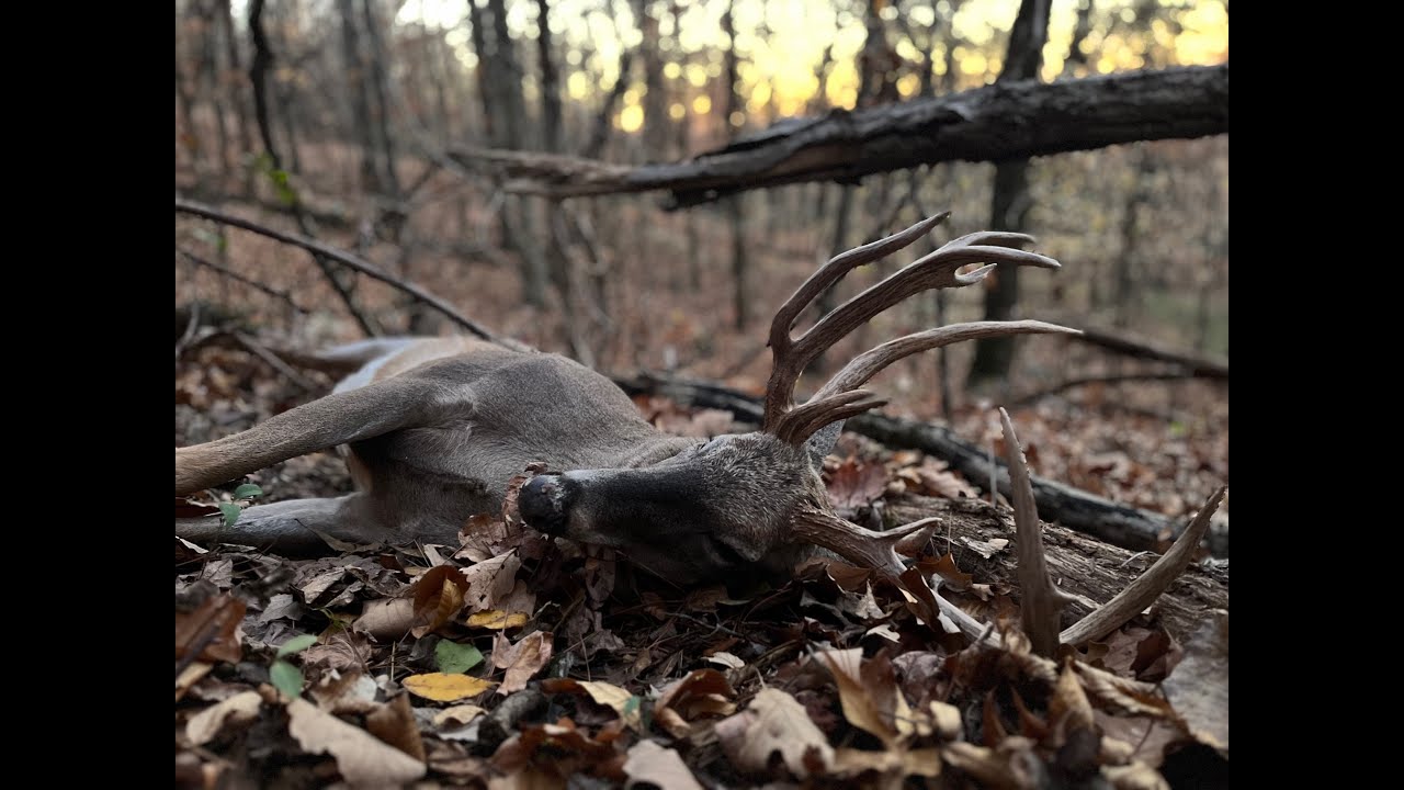 Monster Alabama Freaky 11 Point goes down! - YouTube