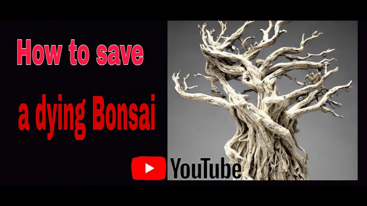 HOW TO SAVE A DYING BONSAI? - YouTube