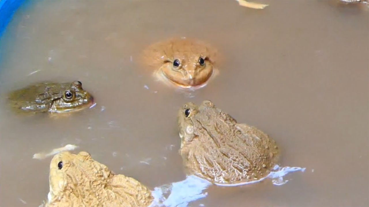 Giant East Asian bullfrog eating bread in pool - YouTube