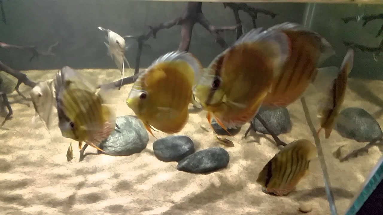 Wild Discus and Angelfish - YouTube
