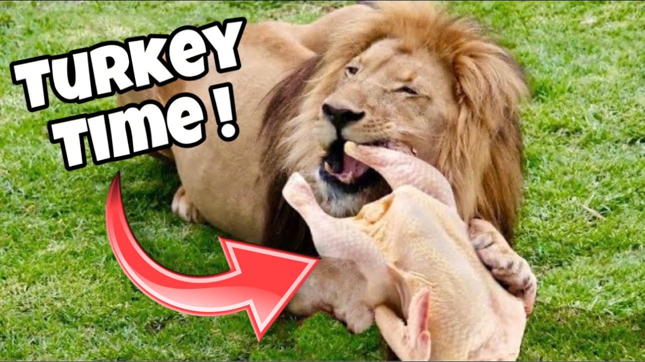 BIG CATS GET THANKSGIVING TURKEYS ! FEEDING LION PRIDE !! - YouTube
