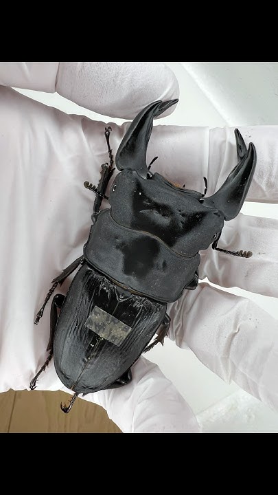 GX50-X（X8.03）ご商談の際の計測動画（最強スペック同腹）上翅の仕上がりまで極上 - YouTube