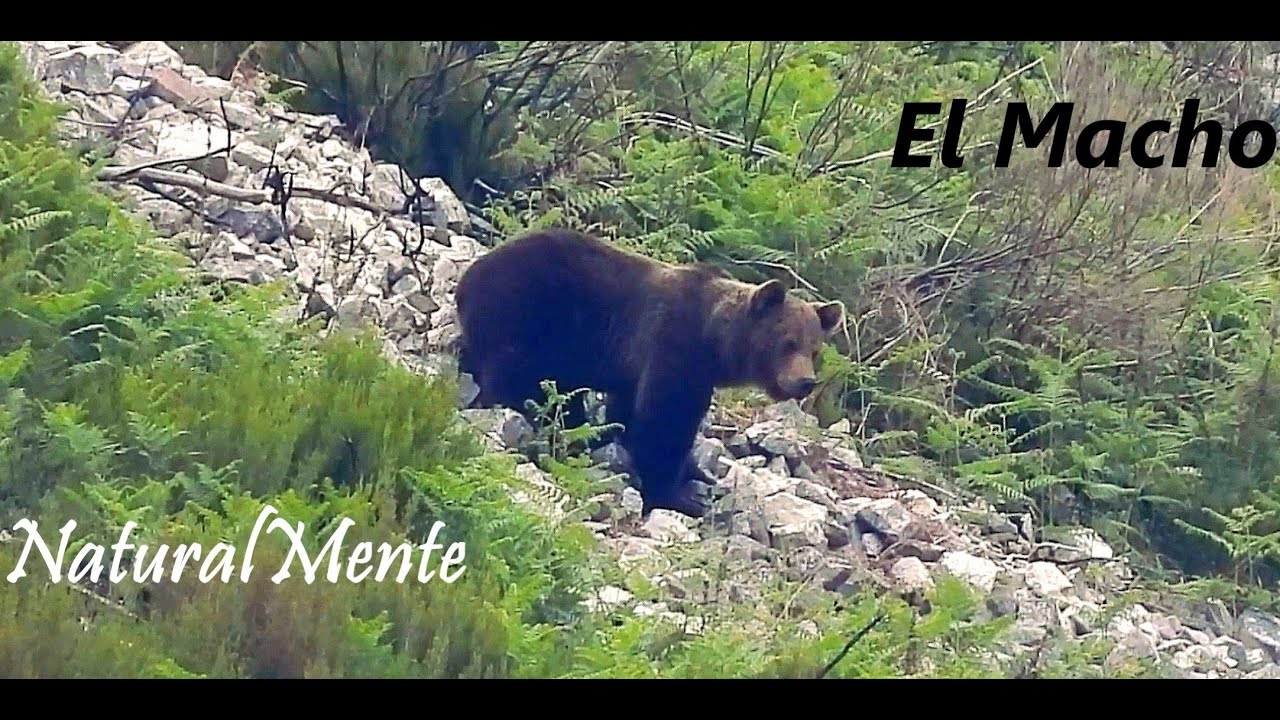 Oso Sigue Rastro a Osa. PARTE 2: El Macho (Bears in the Chase. PART 2 ...