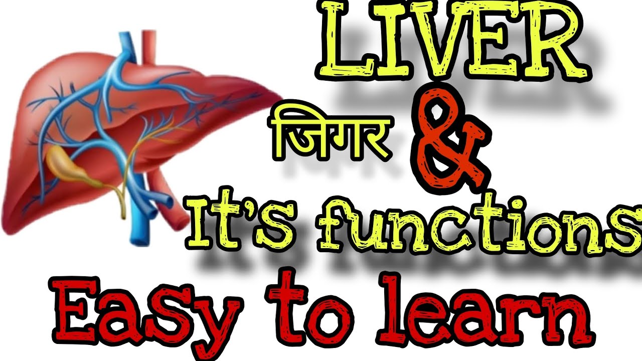 Working function of liver | Importance of liver | short note on liver ... Working function of liver | Importance of liver | short note on liver ...