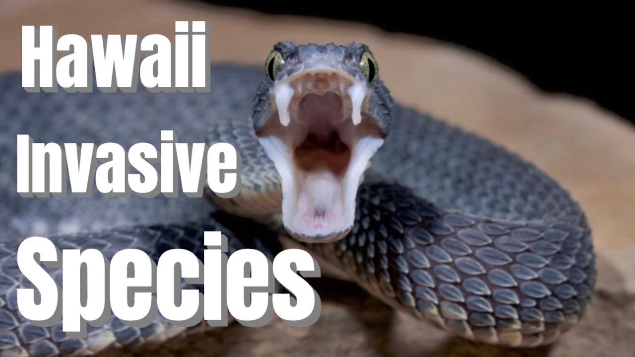 Hawaii’s Invasive Species Problem Explained - YouTube