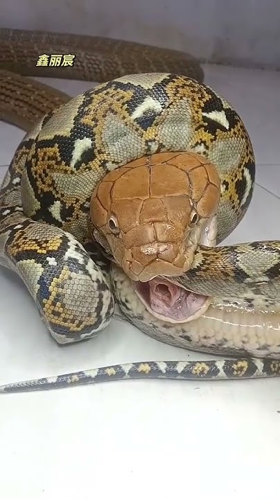 #shorts King cobra eating Python . #animal #cuteanimal #Dogs #cat # ...