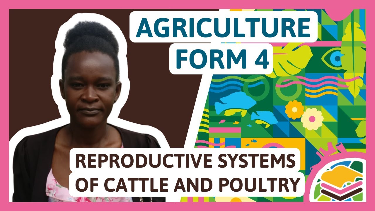 Reproductive Systems Of Cattle And Poultry | F4 Agriculture (Lesson 1/3 ...