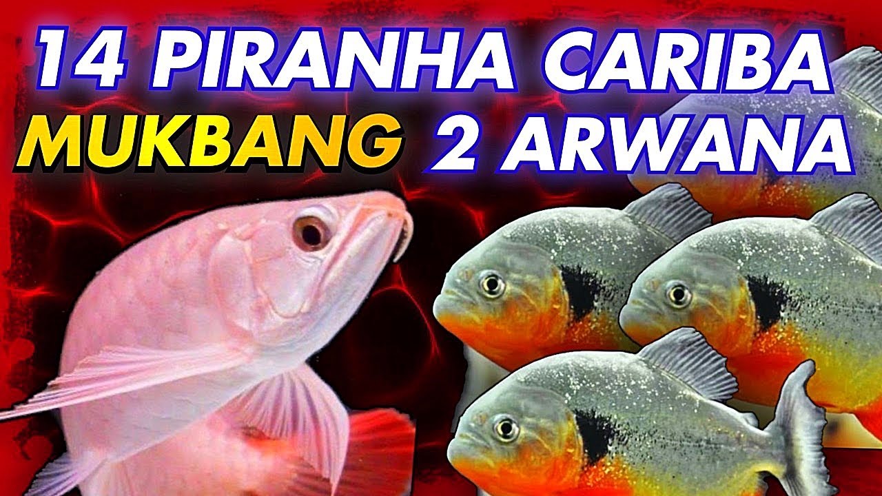 KASIH MAKAN IKAN PIRANHA : IKAN PREDATOR MUKBANG ARWANA SAMPE KENYANG ...