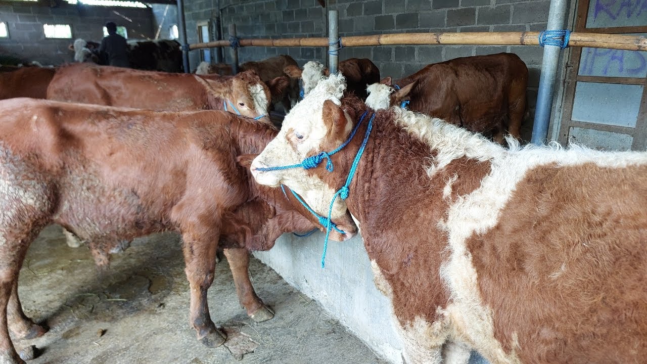 Sapi Stok Baru banyak yang corak Marlboro - YouTube