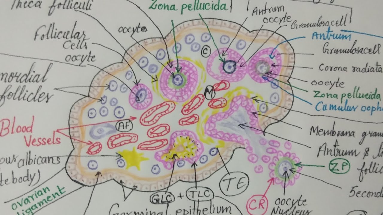 Histology of Ovary - YouTube