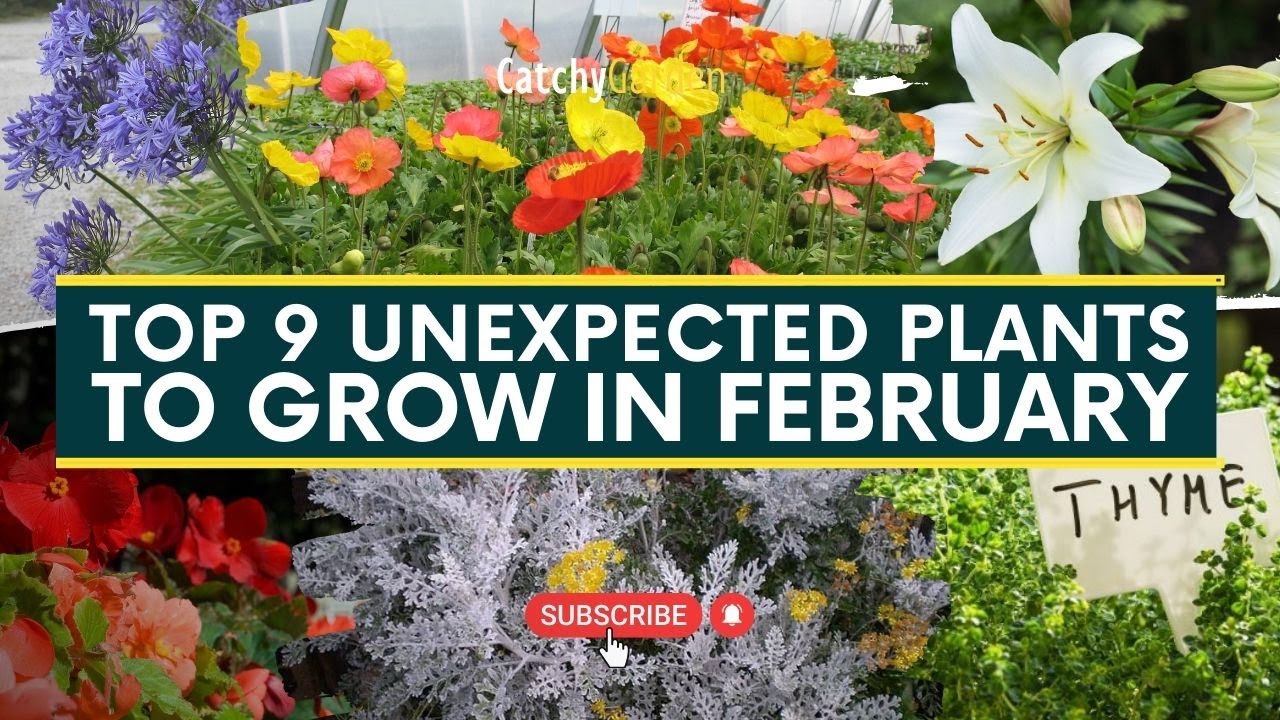 This February, Grow These 9 BEST Unusual Plants 🌷🌸🌺 // Gardening Ideas ...