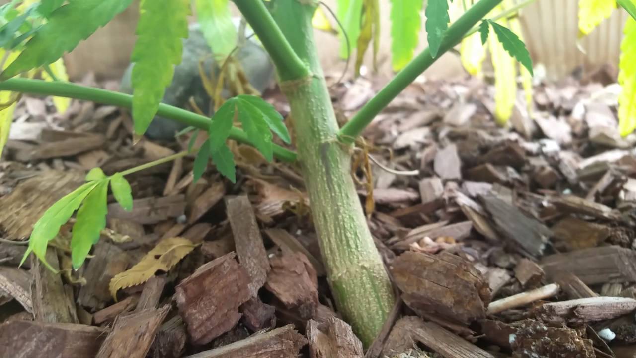 Quick look at my outdoor 97' sage clone. Showing first signs of female ...