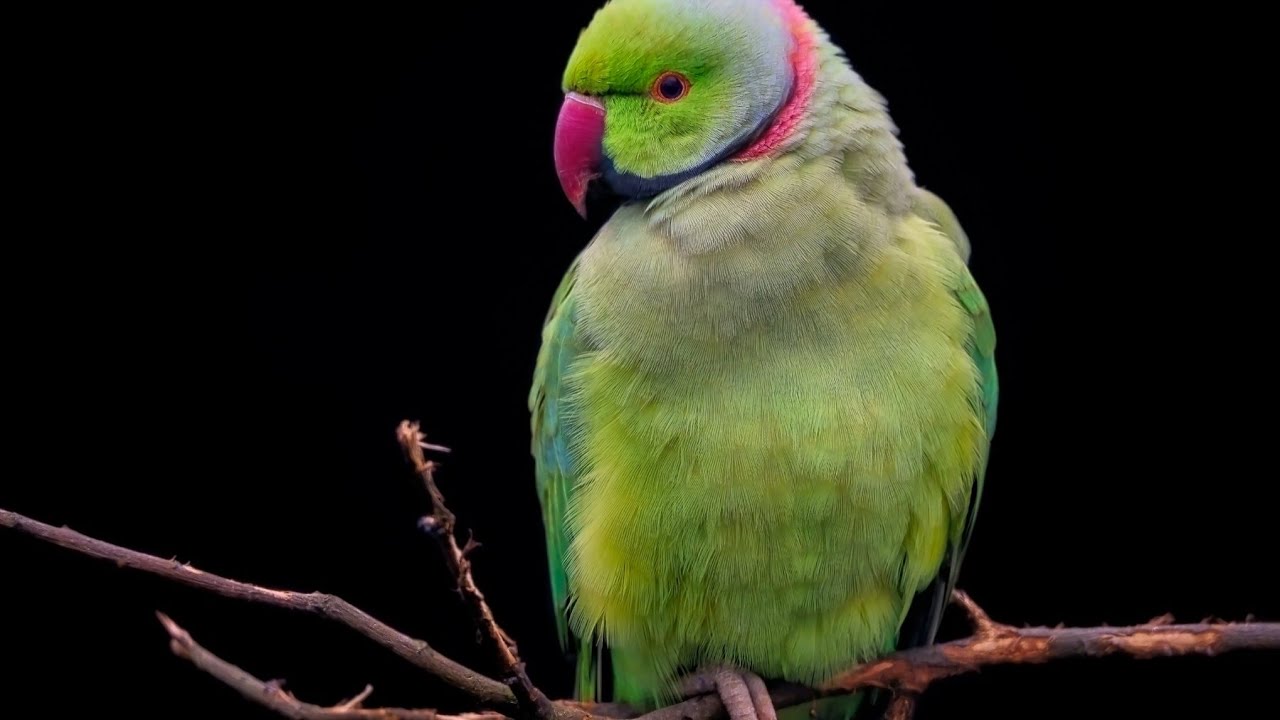 #Talking parrot video# dancing parrot#laughing parrot - YouTube