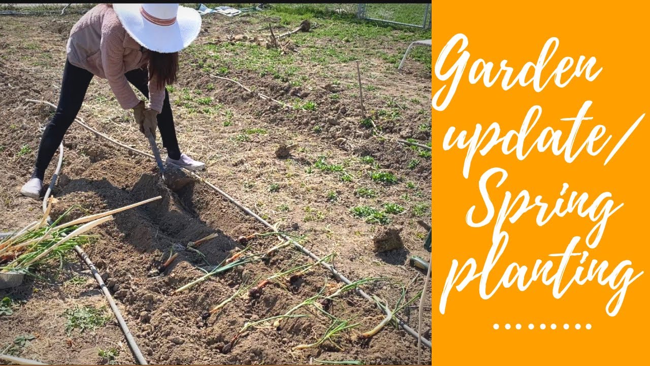 Garden Update / Spring Planting - YouTube