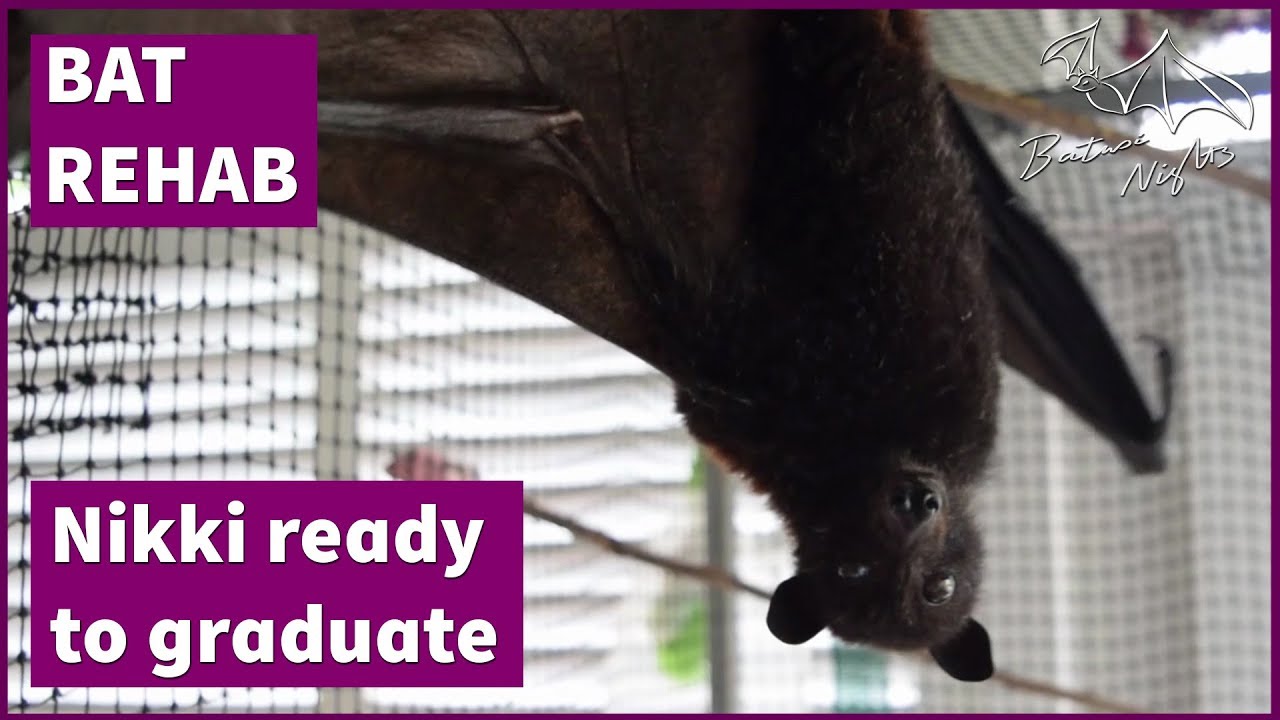 Flying fox with healing wing injuries: Nikki ready to go to flight ...