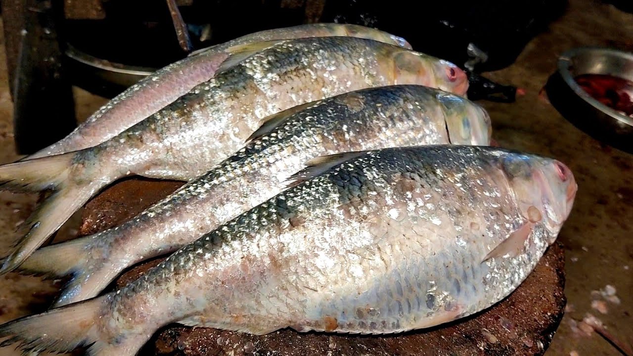 5kg Hilsa (ilish) Fish Amazing Eggs Fish Cutting & Cleaning By Great ...