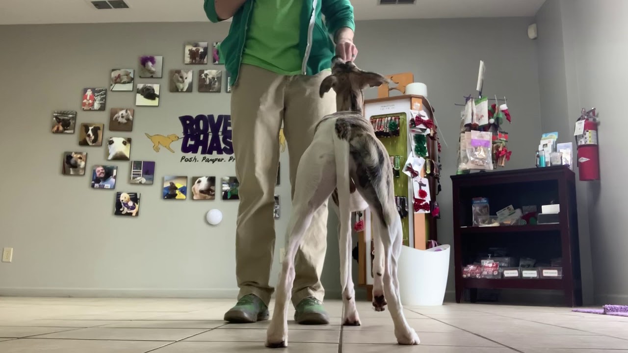 Backwards walking with chin target - YouTube