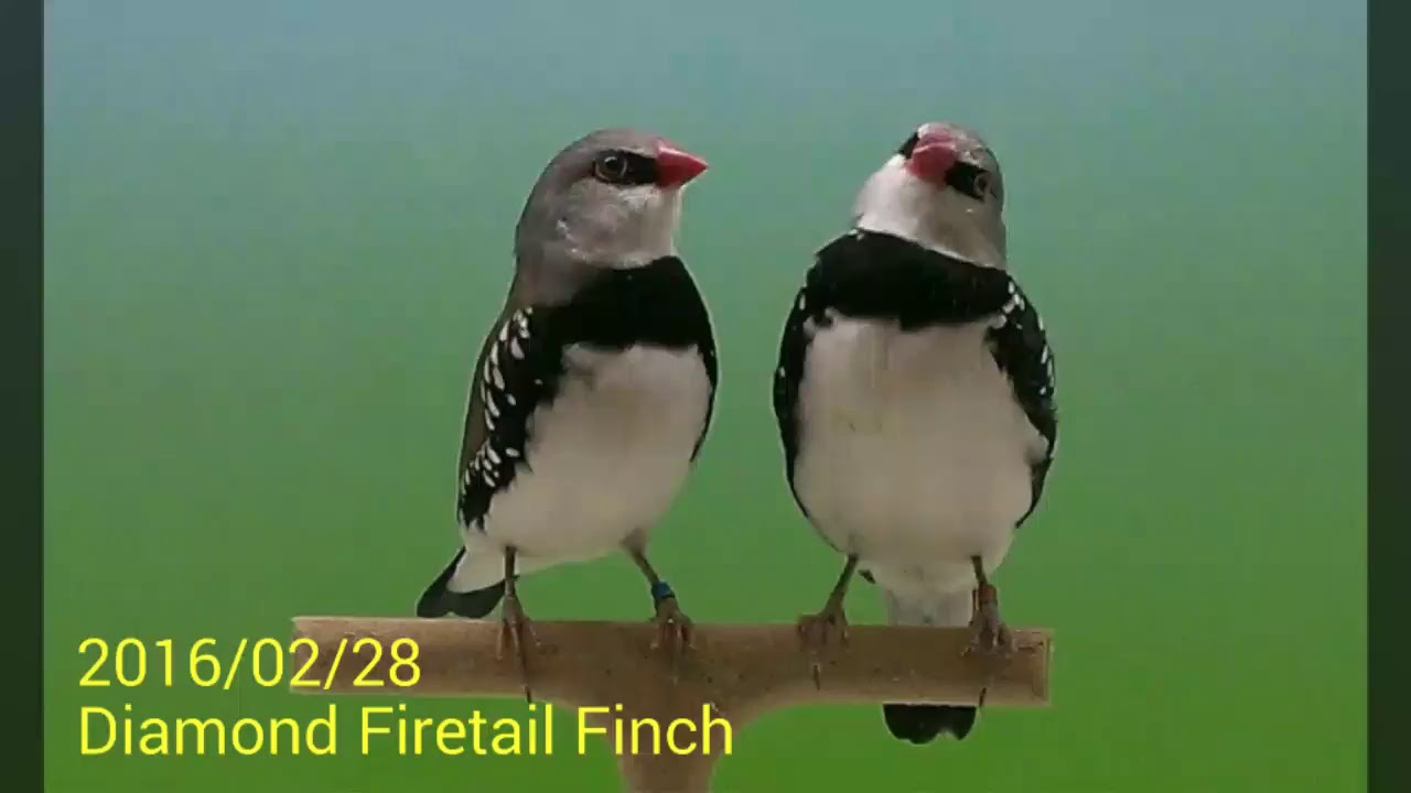 Diamond Firetail Finch - YouTube
