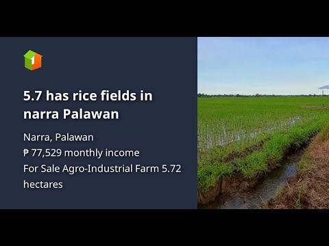 5.7 has rice fields in narra Palawan - YouTube