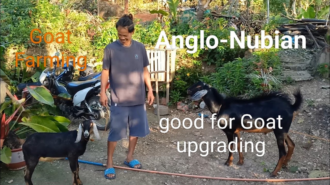 Anglo Nubian Buck and Buckling | Quality Breed and upgraded Nubian ...