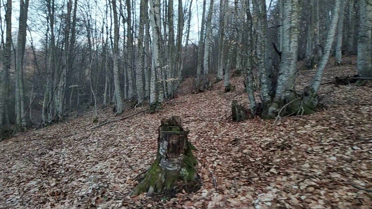 Amazing Virtual Forest Nature Walk ,Sunset, March - YouTube