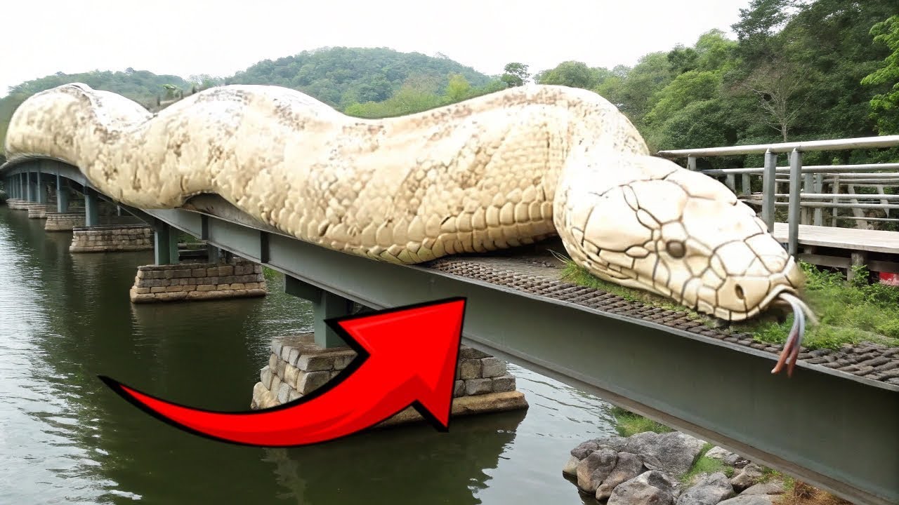 La serpiente más grande capturada en el Amazonas, ¿es una Titanoboa ...