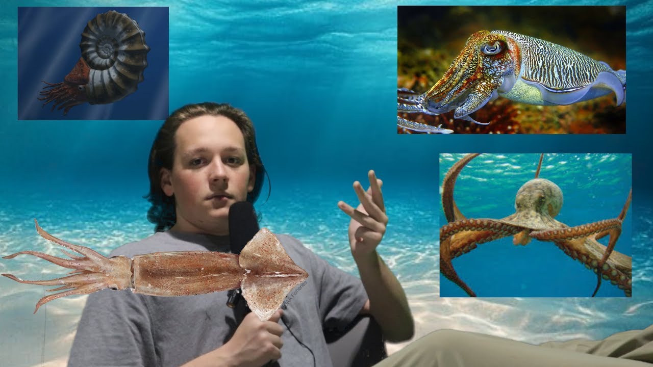 Through Thick & Thin - The Evolutionary History of Cephalopods. - YouTube