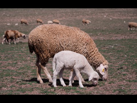 Kurbanlık Koyun Çiftliği; Mera Koyunları,Kurbanlık