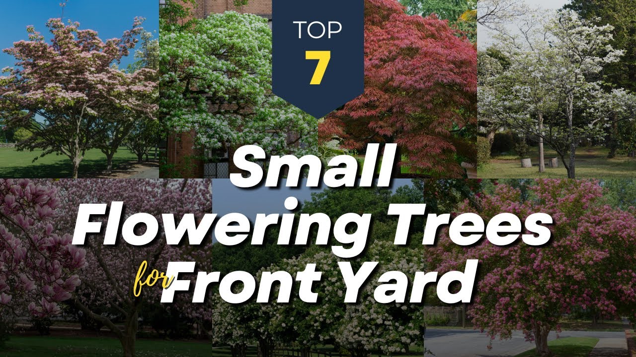 Best 7 Small Flowering Trees for Front Yard 🌳🏡 Beautify Front House ...