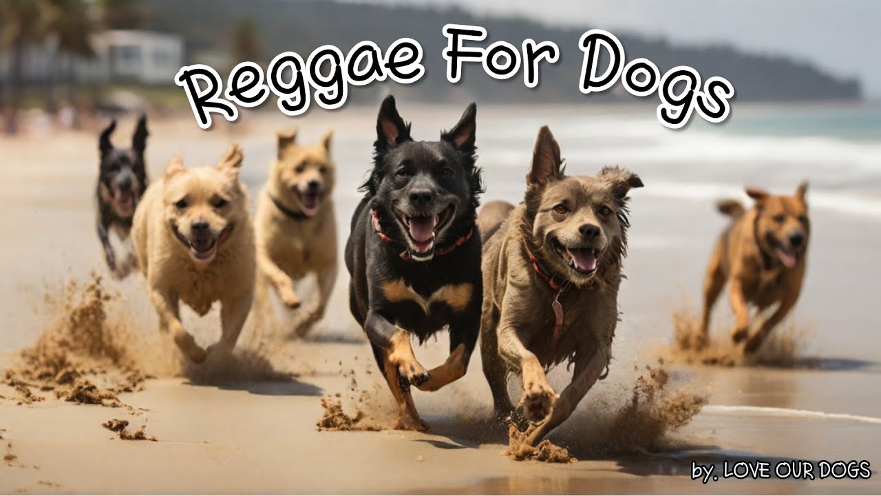 DOG MUSIC🐶 - 🎵Relaxing Calming Reggae for our LOVE DOGS🎵 - YouTube