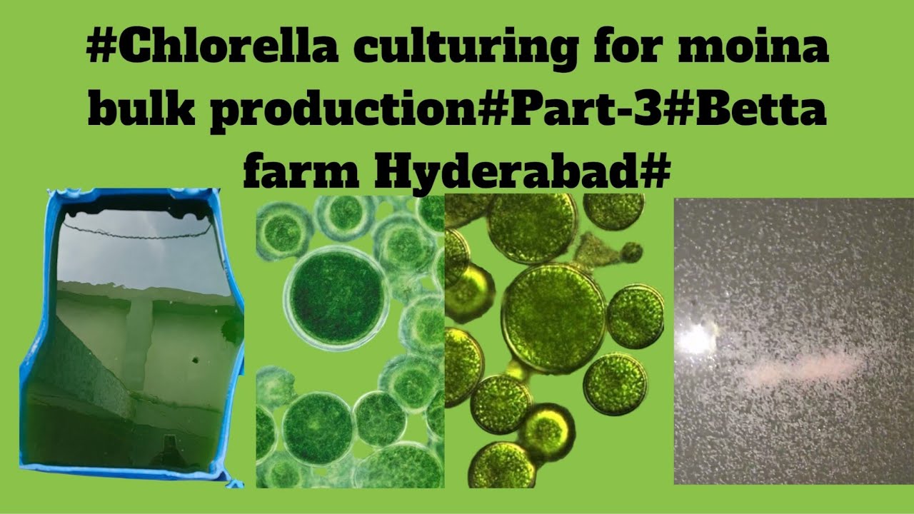 #Chlorella culturing for moina bulk production#Part-3#Betta farm ...