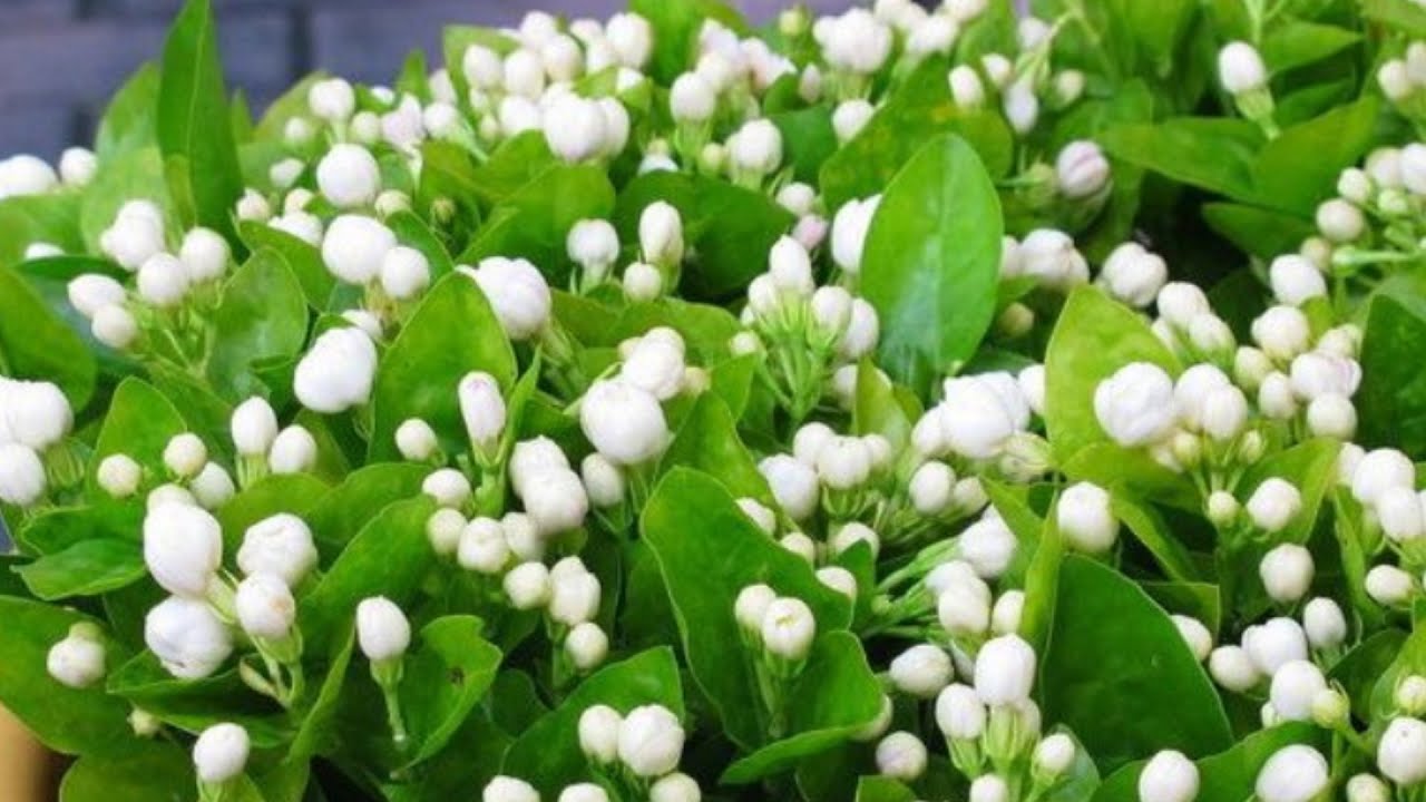 Mogra Flower Wikipedia In Marathi | Best Flower Site