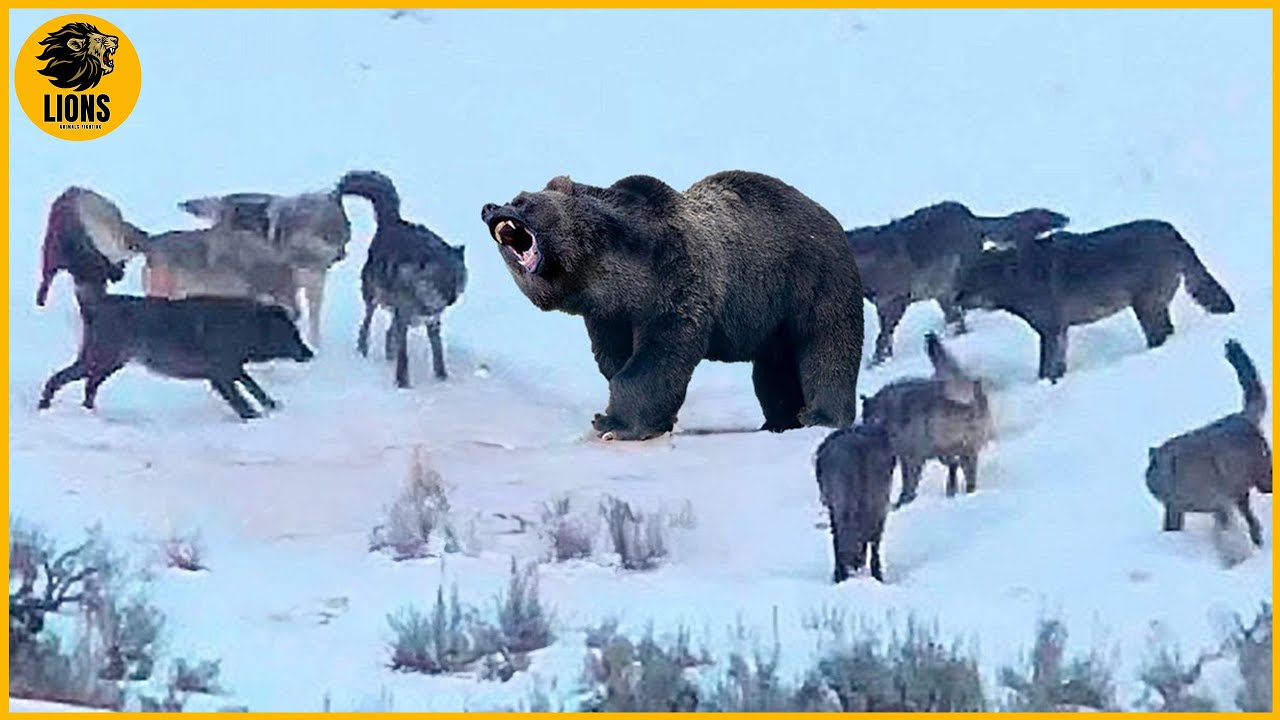 Unbelievable Moments When Bears Attack Caught On Camera Animals ...